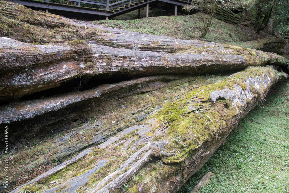Relics of original sacred cypress tree at Alishan national forest ...