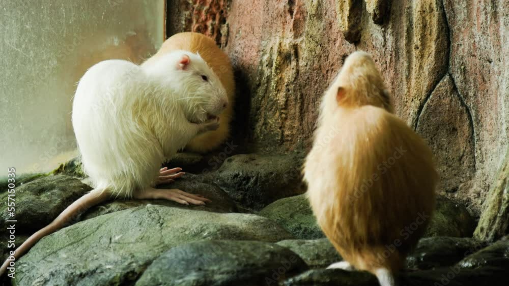 Three giant water rats named Myocastor Coypus are sitting on a rock ...