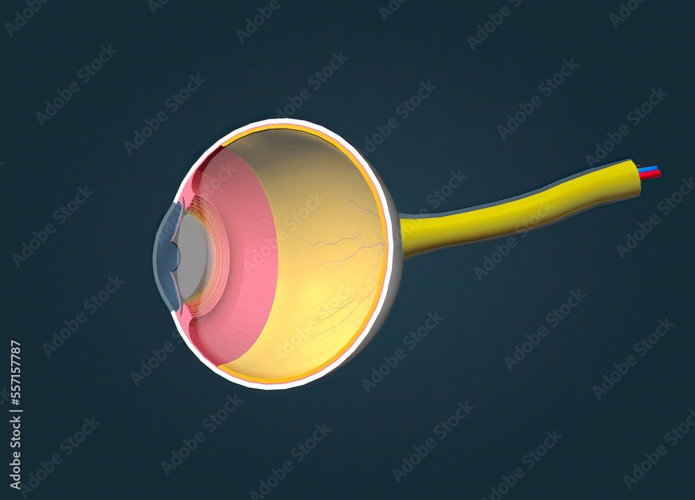 Structure of the Human Eye and anatomy of vision Stock Illustration ...