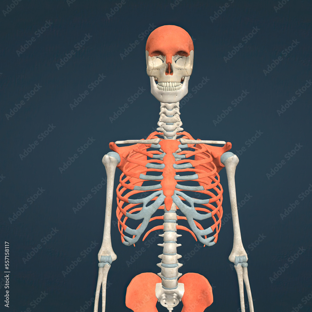 Human Skull, rib cage and hip bone Stock Illustration | Adobe Stock