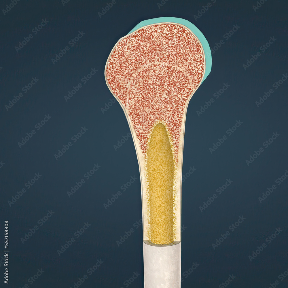 The humerus also known as the upper arm bone is a long bone that runs ...