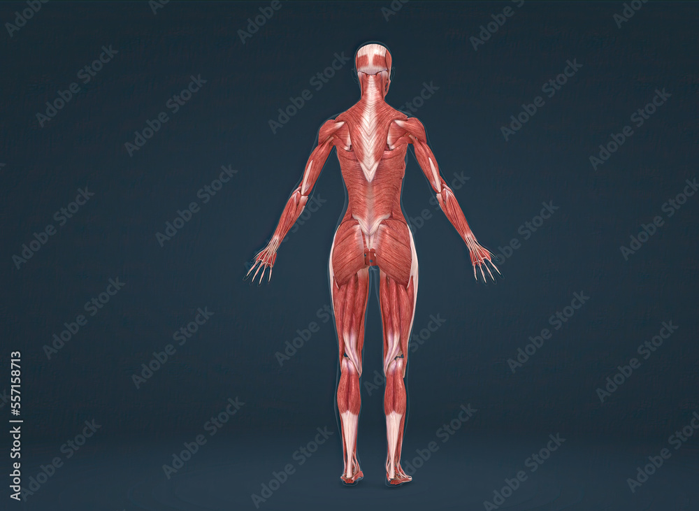 Female human muscular system anatomy Stock Illustration | Adobe Stock
