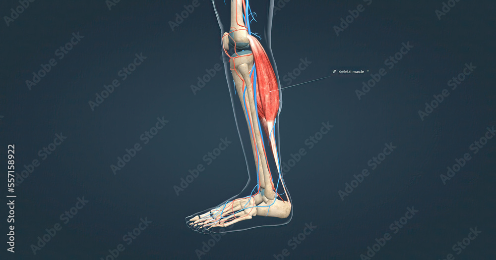 Skeletal muscle, hind leg skeletal muscle Stock Illustration | Adobe Stock