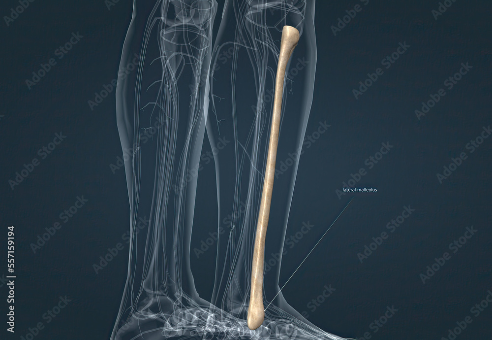 Fibula bone that carries the body Stock Illustration | Adobe Stock