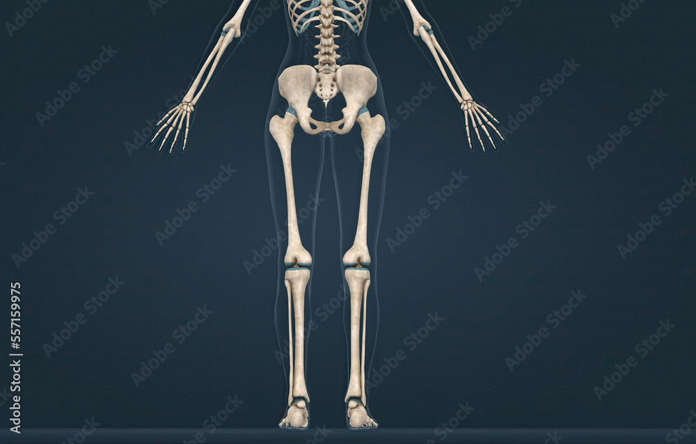 Pelvic girdle and lower limb, overview and surface anatomy Stock ...