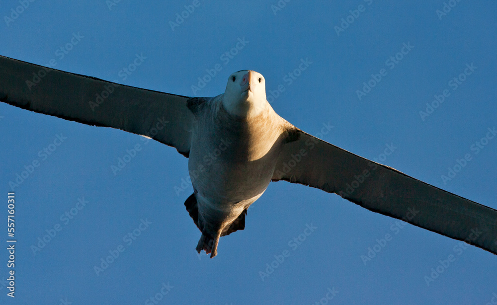 Grote Albatros, Snowy (Wandering) albatross, Diomedea (exulans) exulans ...