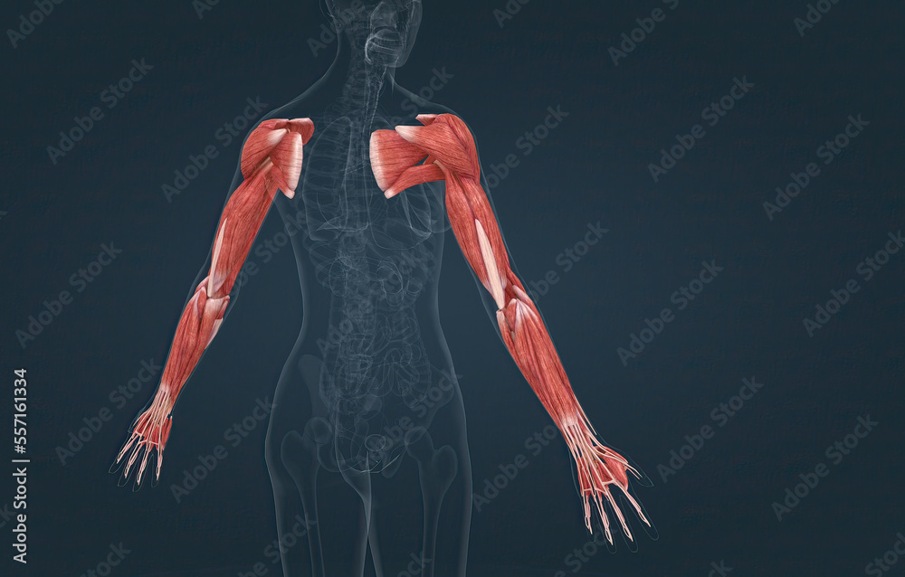 Female the pectoralis major, latissimus dorsi, deltoid, and rotator ...
