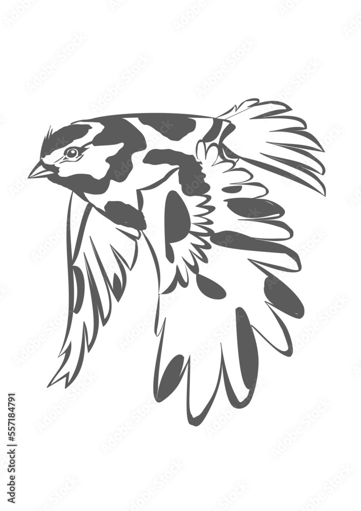 Flying sparrow bird drawing vector Stock Vector | Adobe Stock