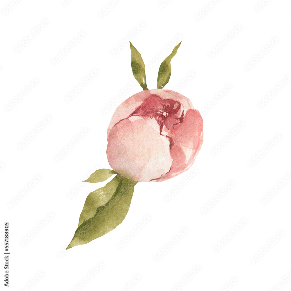 Watercolor peony flower clipart. Digital botanical illustration. Stock ...