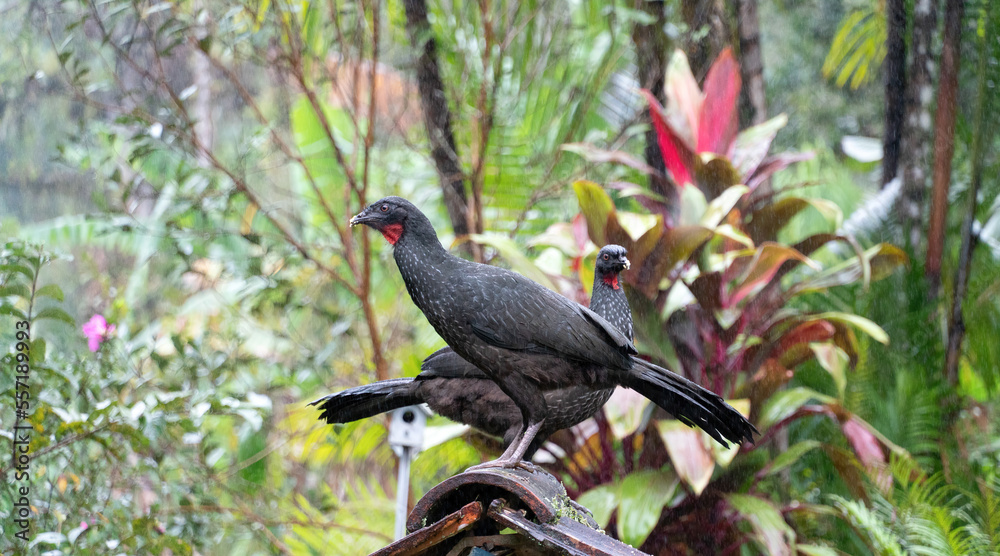 Penelope , encontrado na América Central e América do Sul, onde habita ...