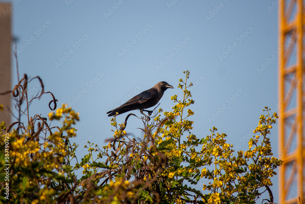 Sole Indian Crow (Corvus splendens) Perched on Acacia Tree (Acacia ...