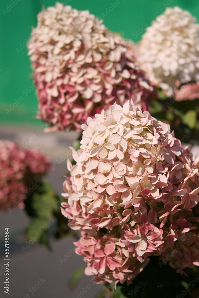 large pink and white hydrangea flowers on a green background of a bush ...