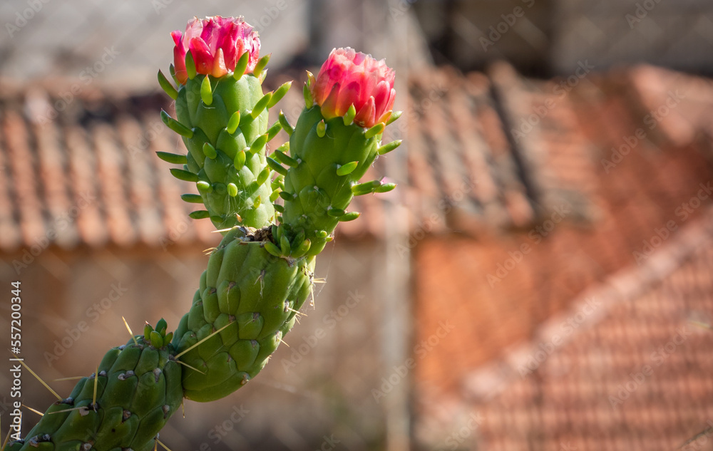 Plakát Austrocylindropuntia subulata, Eve's pin, a specie of cactus native to the Peruv – Obraz ...