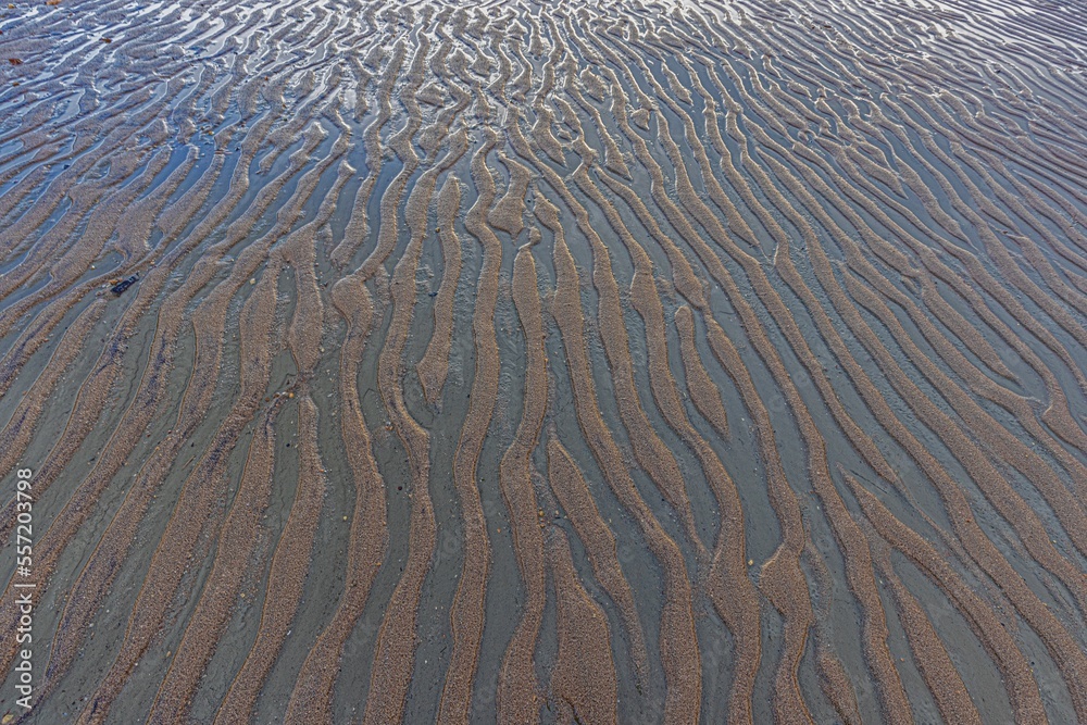 Image of shells and stones on a North Sea beach in Denmark in winter ...