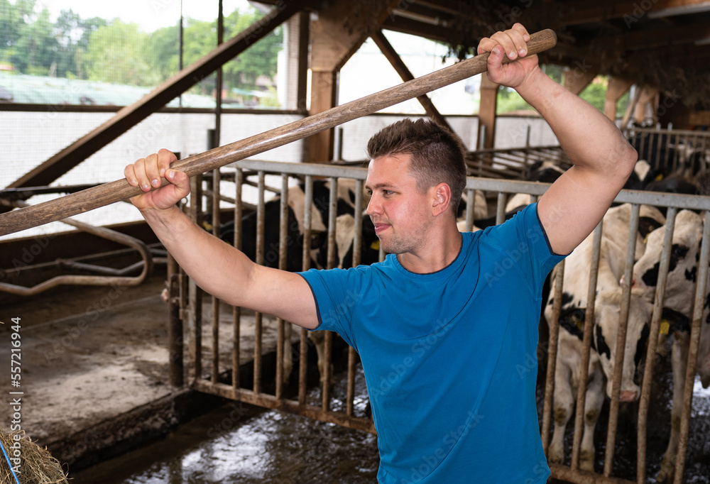 Junglandwirt sticht Stroh mit der Forke ab und verteilt es im ...
