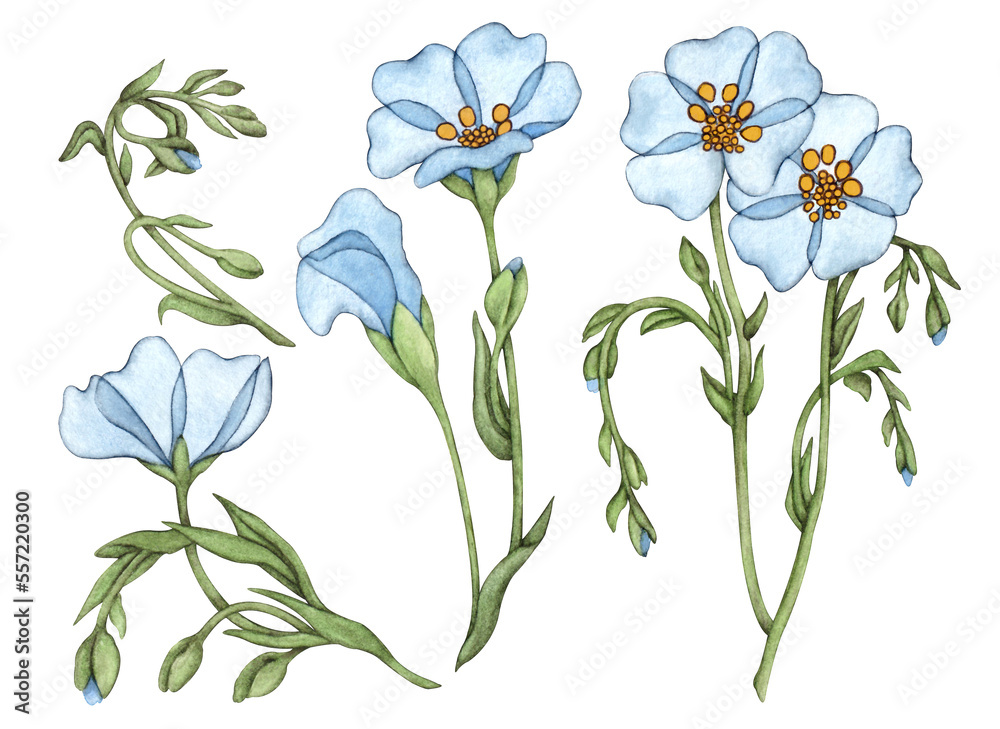 Blue flax flowers set. Hand painted watercolor linen blooming ...