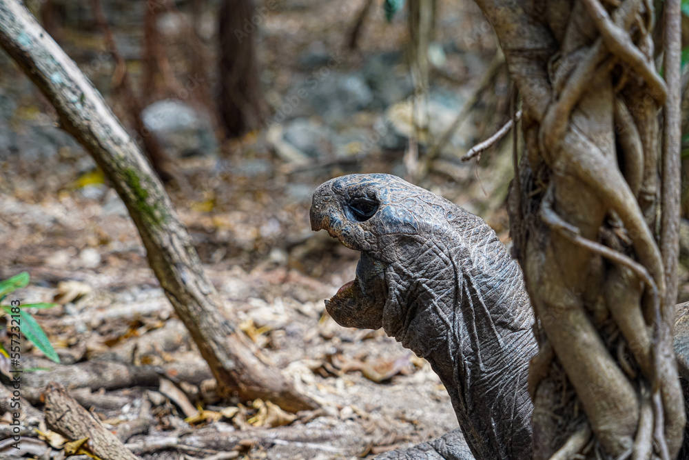 Mauritius giant land turtle in green forest setting, Mauritian Native ...