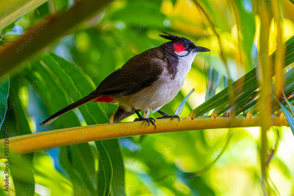 Mauritian pingo conde bird showing black white red and grey spotted ...