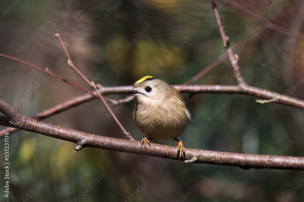 Goldcrest bird sitting on a twig, Regulus regulus, bird with a yellow ...