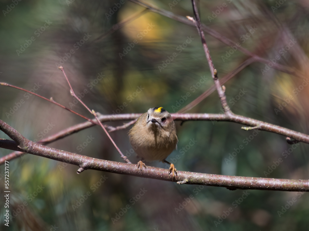Goldcrest bird sitting on a twig, Regulus regulus, bird with a yellow ...