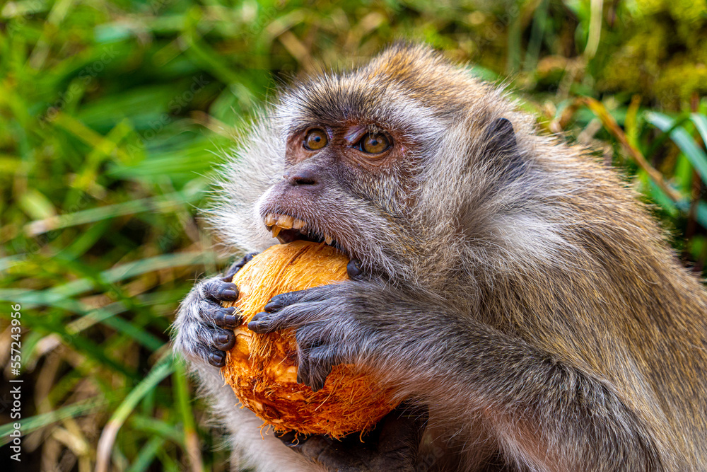 Mauritius grand bassin macaque monkey close up head and shoulders low ...