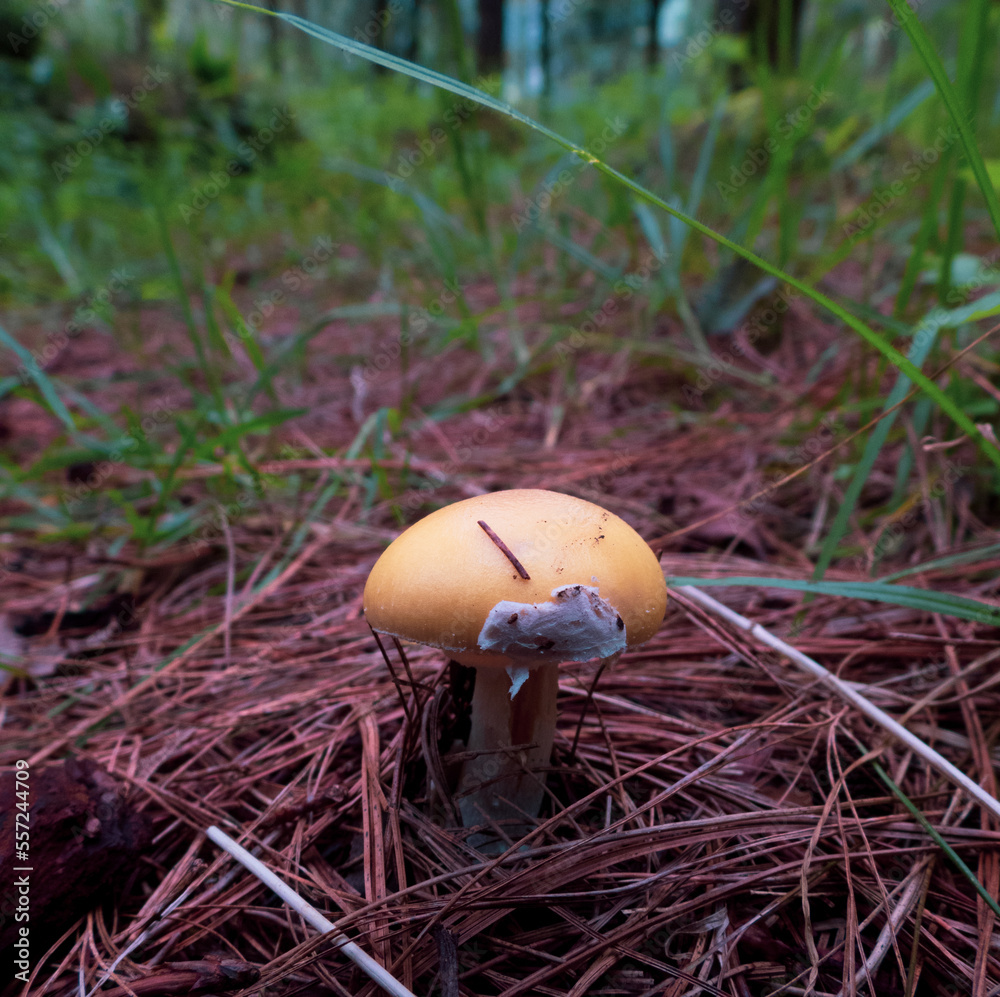 Foto de hongos del bosque, importantes organismos dentro del ecosistema ...