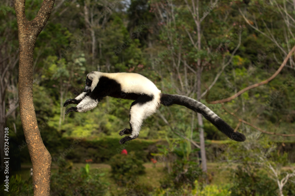 Ruffed lemur in the Andasibe Mantadia national park. Black and white ...