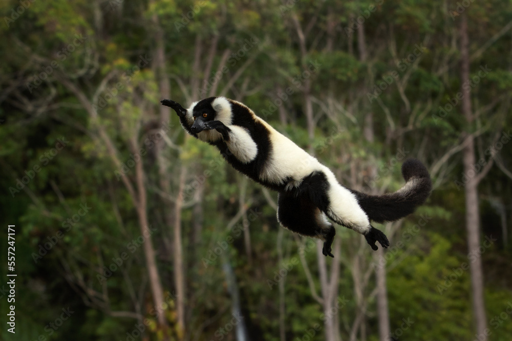 Ruffed lemur in the Andasibe Mantadia national park. Black and white ...