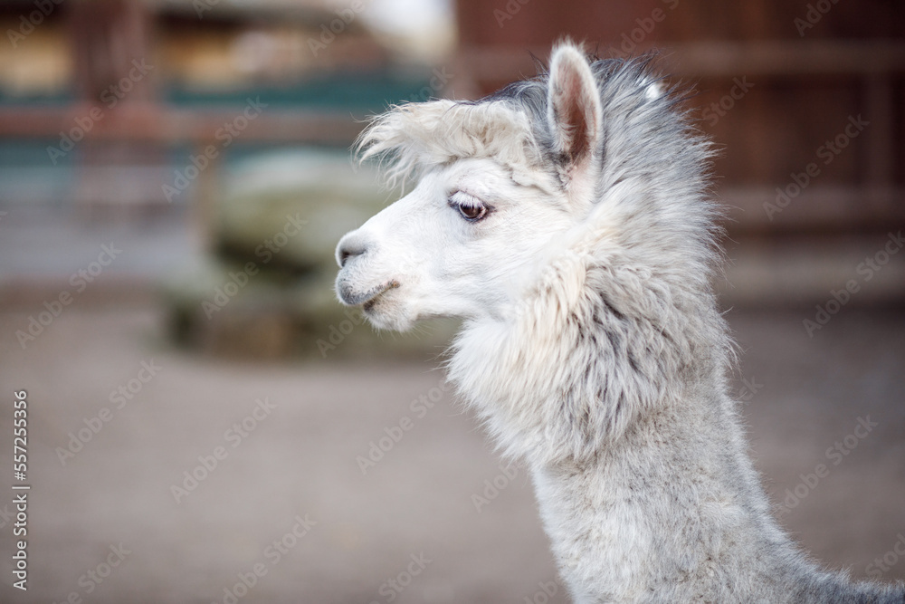 Lama glama, llama in Hellabrunn, Zoo Munich, Germany Stock Photo ...