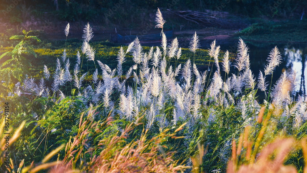 Wild Cane flower fields with sunlight (Saccharum spontaneum) Stock ...