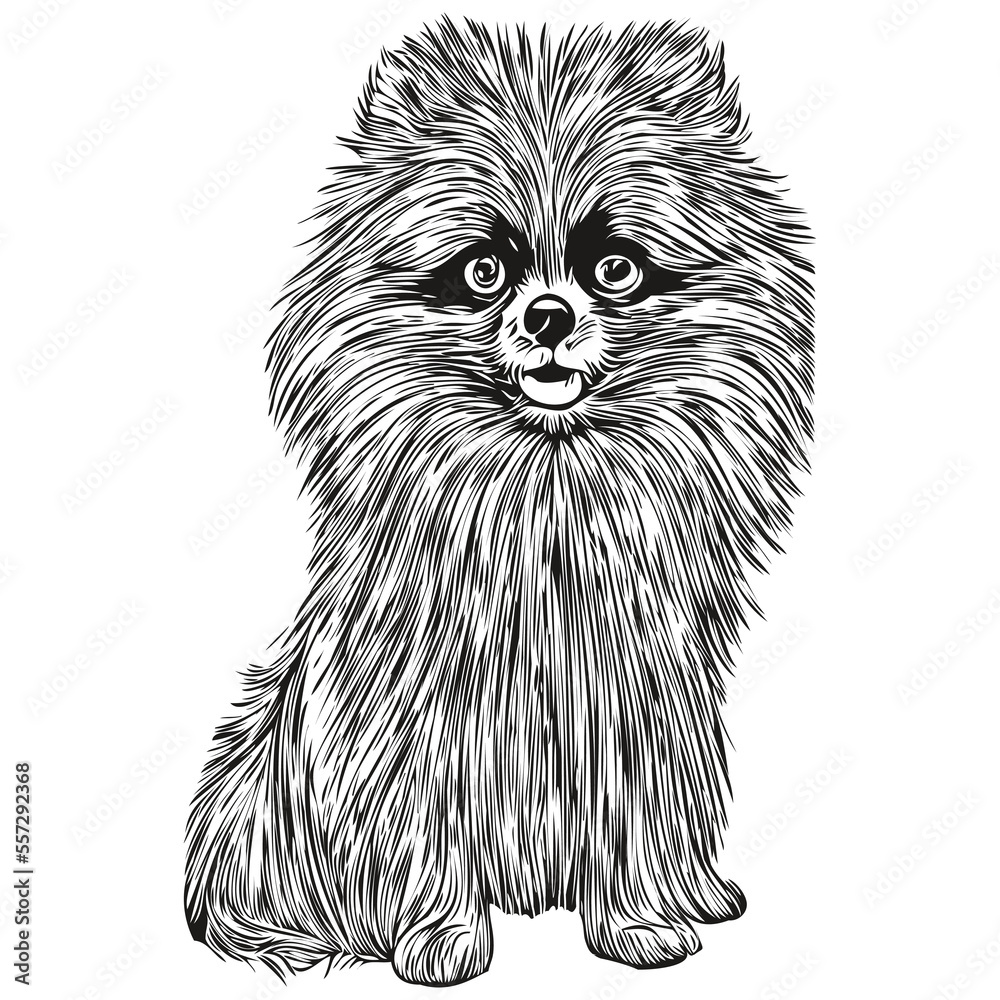 Pomeranian spitz dog hand drawn illustration, black and white vector ...