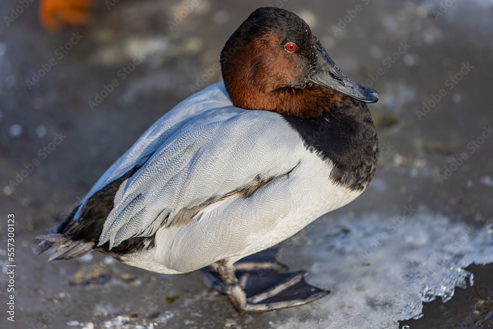 Canvasback Duck Male With Red Eyes, Black Chest, Brown Neck, And ...