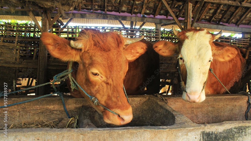 Two cows are standing in a barn, ready for the Eid al-Adha sacrifice ...