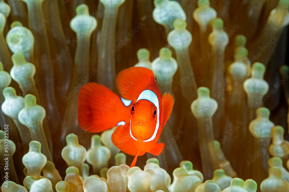 Poster Spinecheek anemonefish, Premnas biaculeatus, Raja Ampat ...