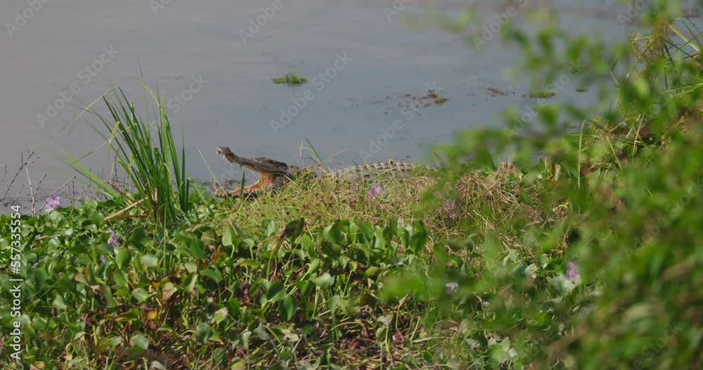 The Siamese crocodile (Crocodylus siamensis) on a Bau Sau (Crocodile ...