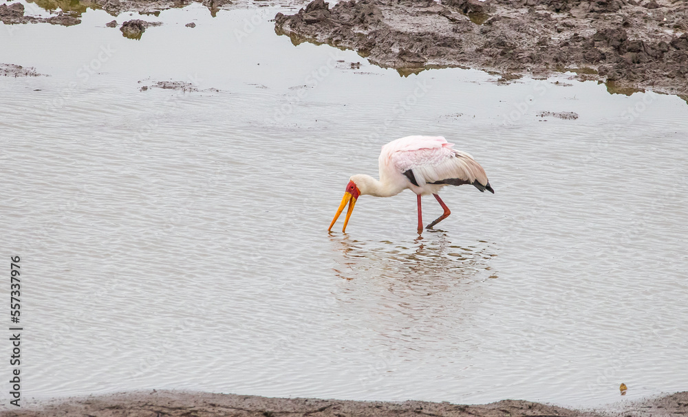 yellow billed stork (Mycteria ibis) is a large bird of the stork family ...