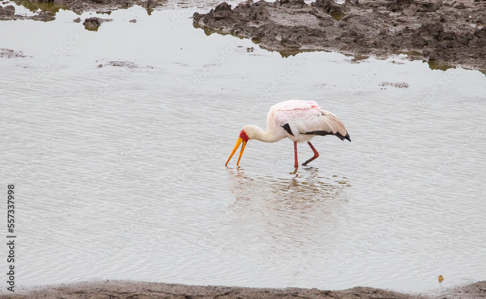 yellow billed stork (Mycteria ibis) is a large bird of the stork family ...