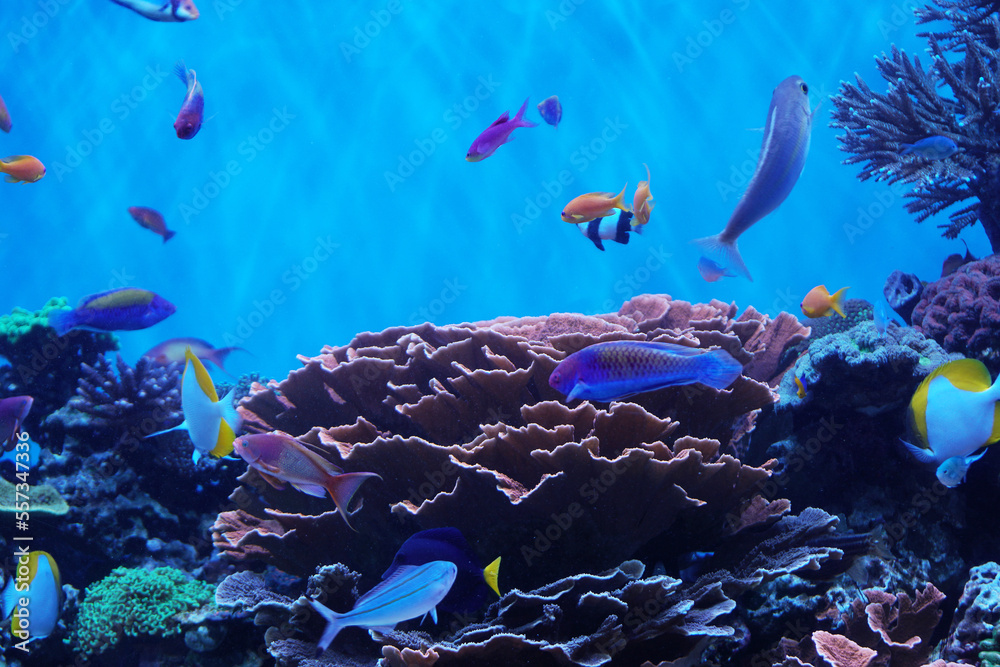 Blue tang fishes and coral reef life with Underwater fish in Monterey ...