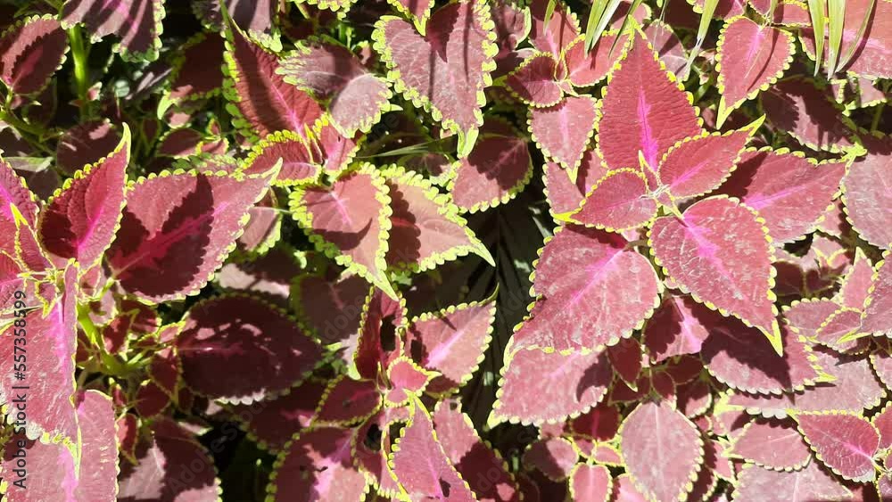 Coleus plant in garden. Coleus is a genus of annual or perennial herbs ...