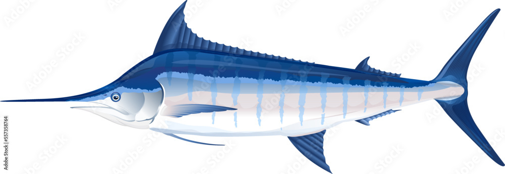 One big blue marlin fish on side view isolated illustration, realistic ...