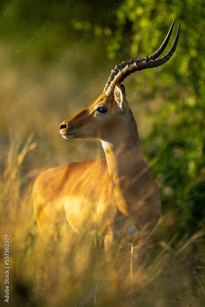 Male common impala stands in golden light Stock Photo | Adobe Stock