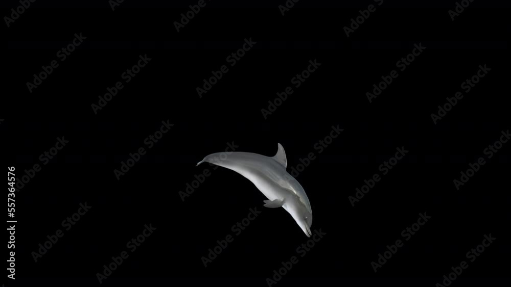 an isolated dolphin jumps out from the water and flips in the air in 3 ...
