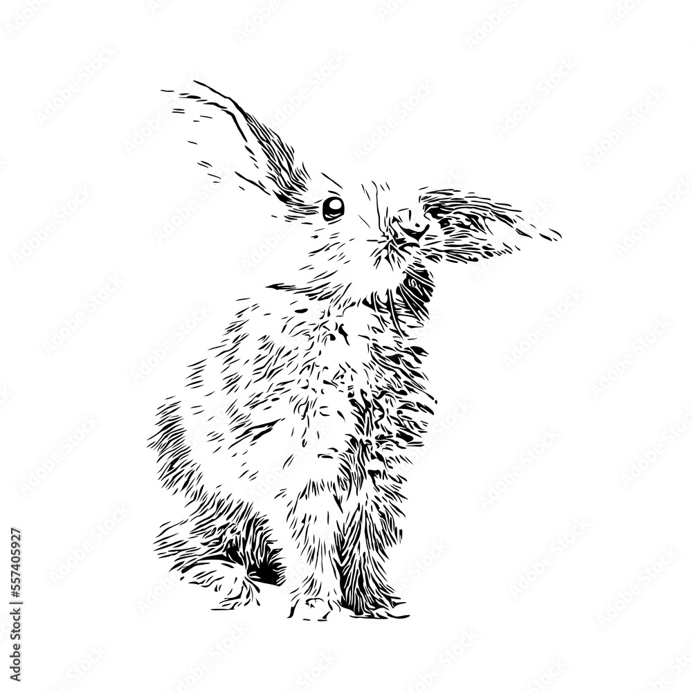 black and white drawing sketch of a rabbit with a transparent ...