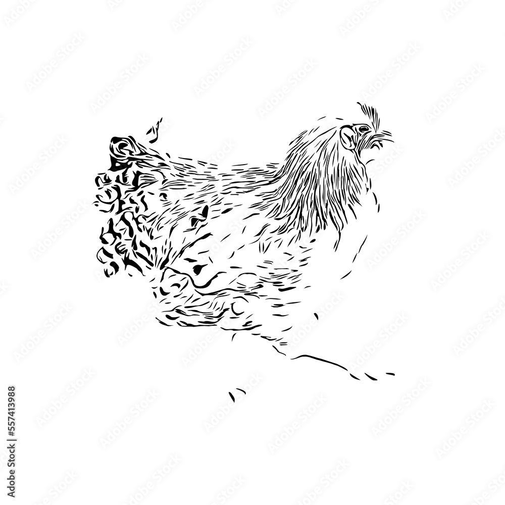Black and white drawing sketch of a chicken with a transparent ...