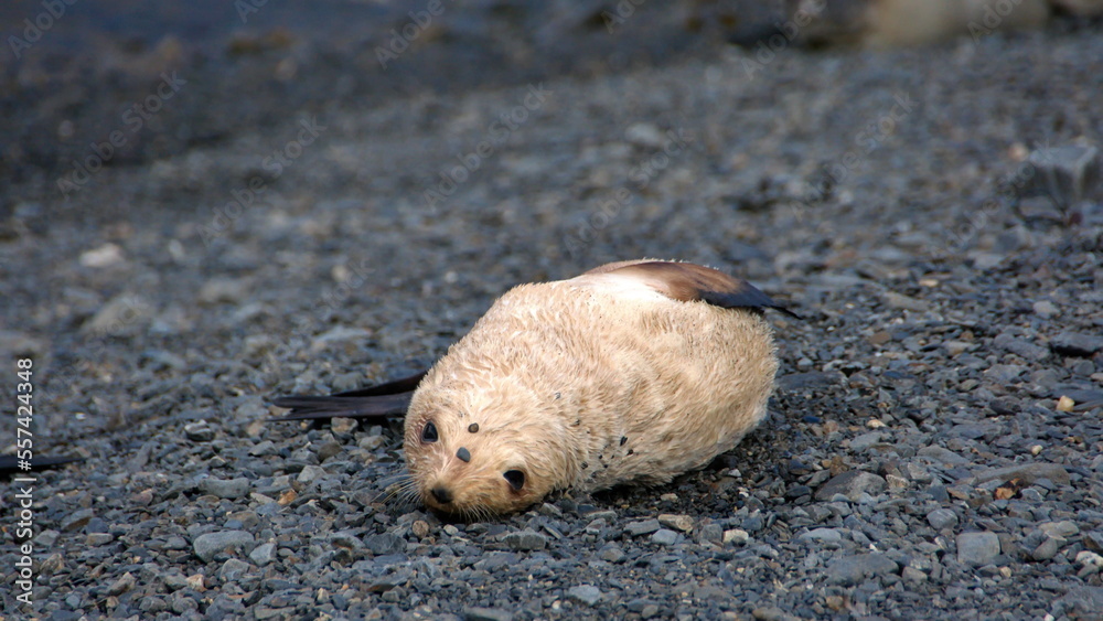 Blonde, or leucistic, Antarctic fur seal pup (Arctocephalus gazella) on ...