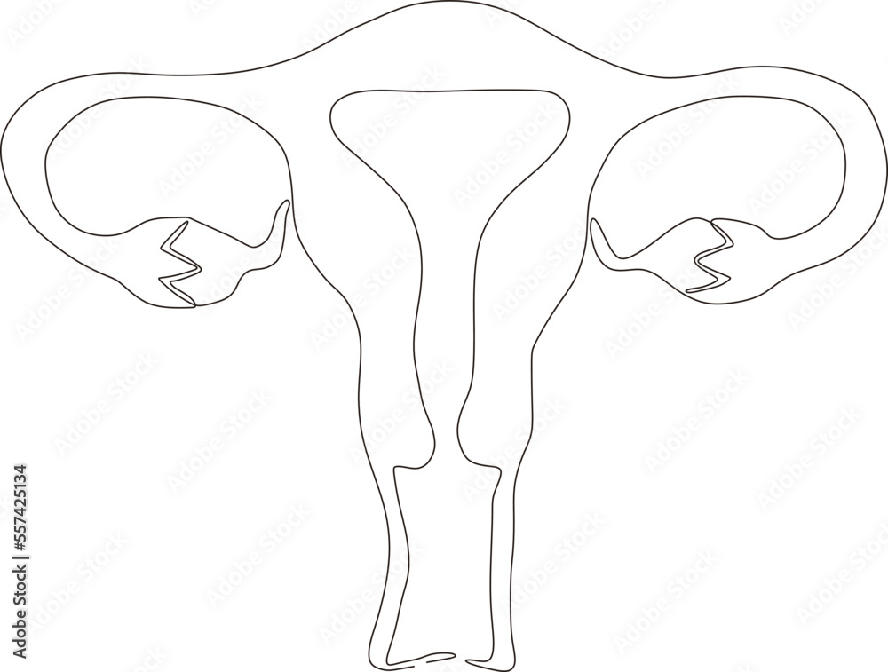 continuous line art drawing of female reproductive uterus Stock Vector ...