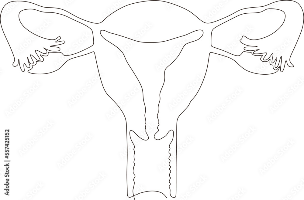 continuous line art drawing of female reproductive uterus Stock Vector ...