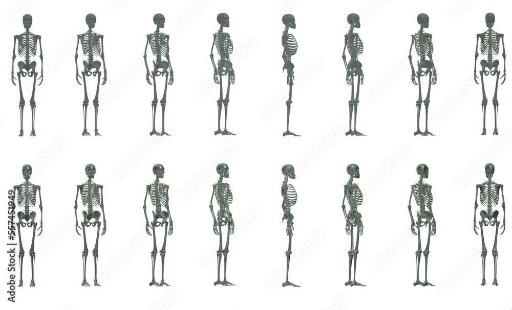 skeleton anatomy Stock Illustration | Adobe Stock