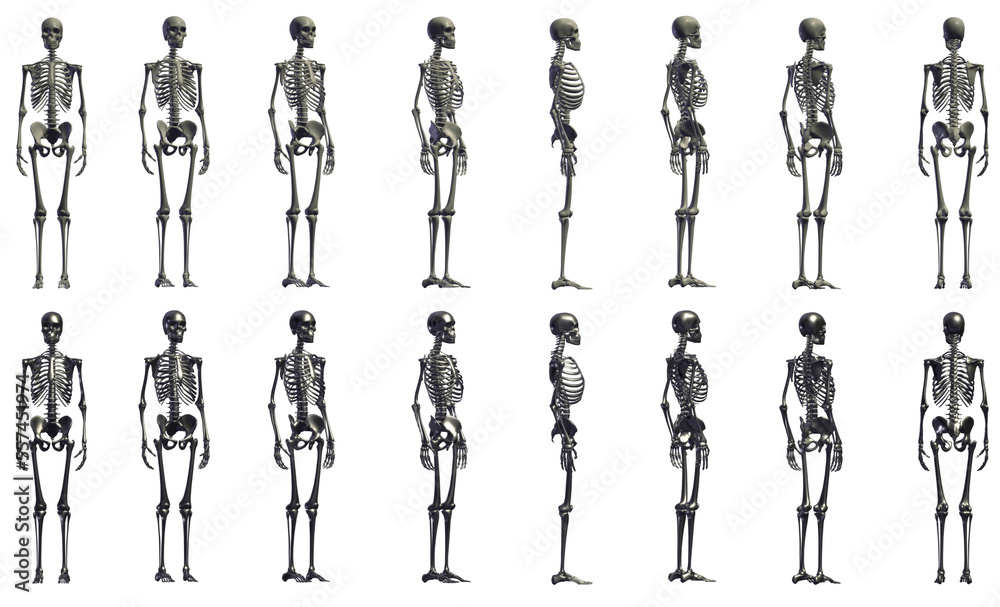 skeleton anatomy Stock Illustration | Adobe Stock