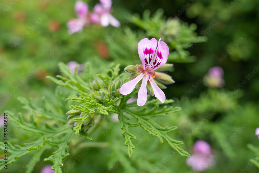 Pelargonium graveolens, also known as rose geranium,sweet scented ...